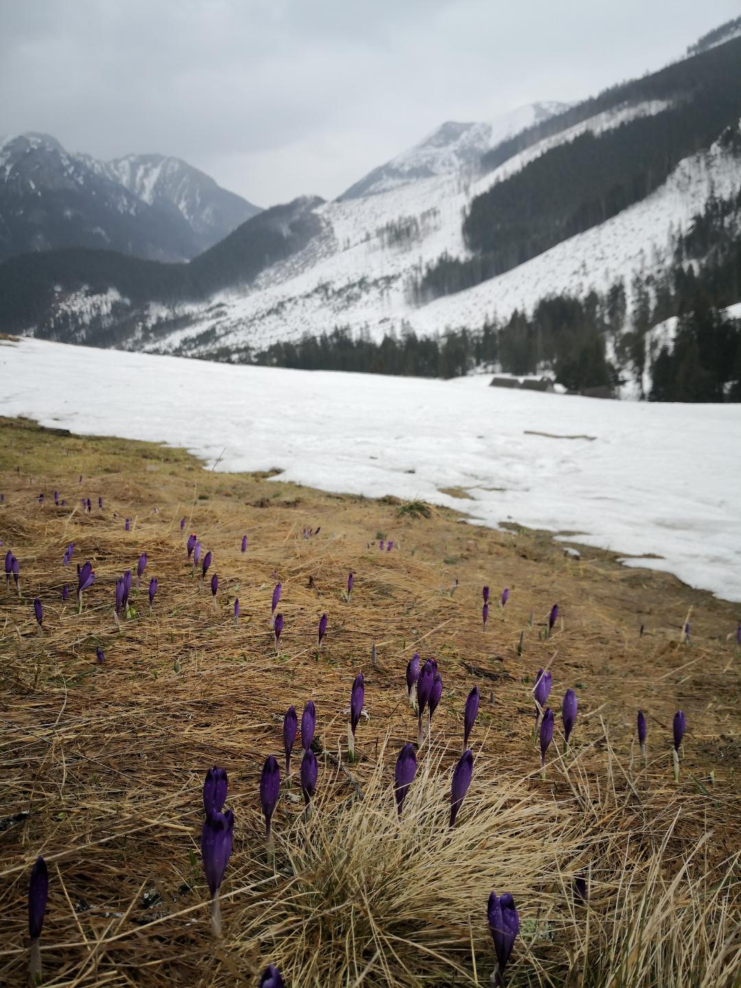 Gwiazda Polski w Dolinie Chochołowskiej | Damosfera